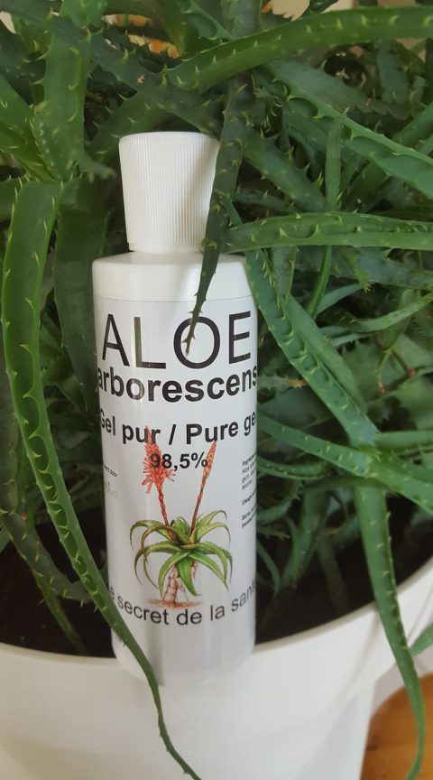 Le gel d'Aloe arborescens, l'ami de votre peau - Floralternative